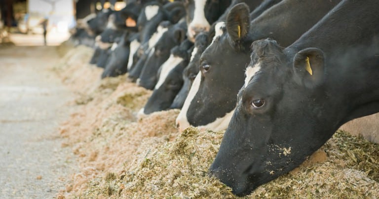 A Day in the Life of a Dairy Cow - Drink-Milk.com