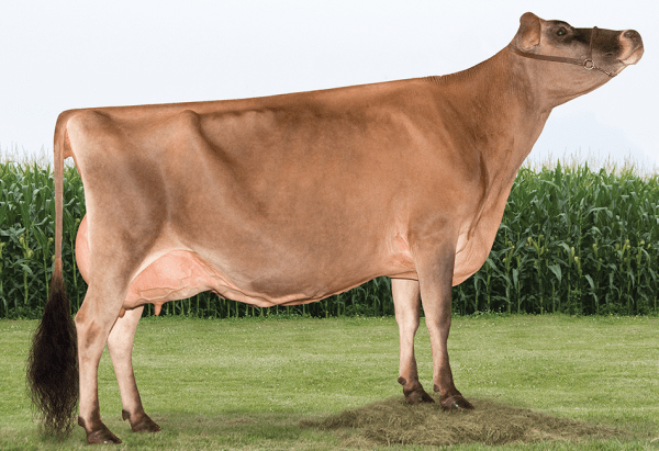 Meet the Cows - Drink-Milk.com