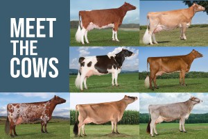 American Cow Breeds